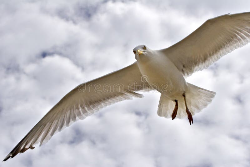 Sea-gull stock photo. Image of flying, gull, backlight - 859484