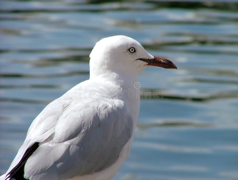 Sea Gull stock photo. Image of animal, wings, prey, beak - 89604