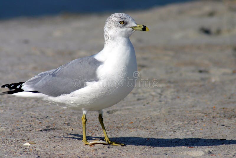 Sea Gull Picture. Image: 97160