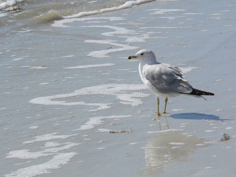 Sea Gull on beach stock photo. Image of salt, beach, ocean - 92556