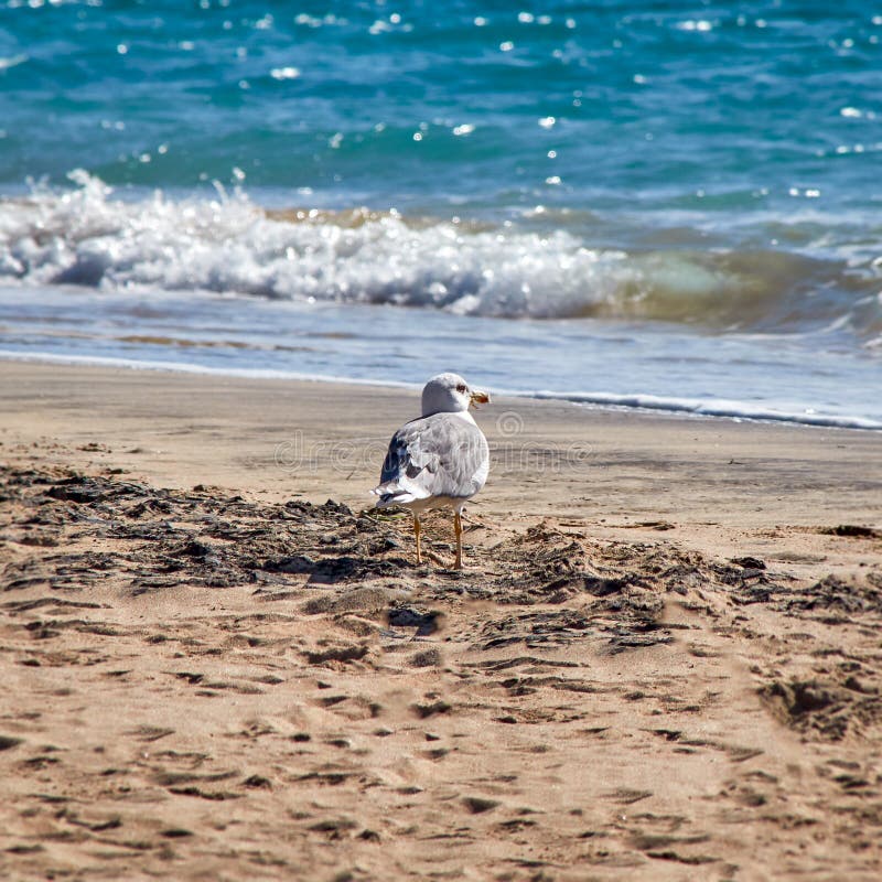 Sea gull on the beach stock photo. Image of beach, seagull - 269154452