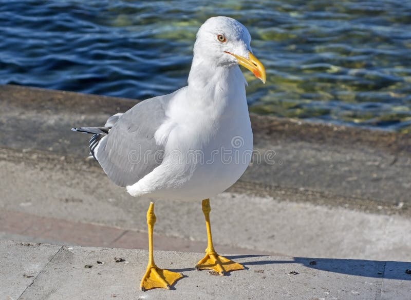 Sea gull stock image. Image of meal, saved, bird, life - 50825641