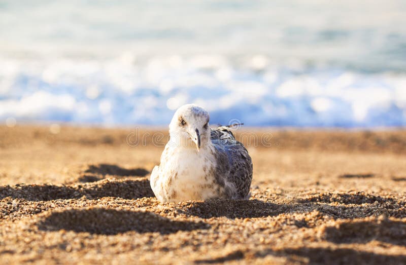 Sea gull stock image. Image of nature, gull, calmness - 55612253