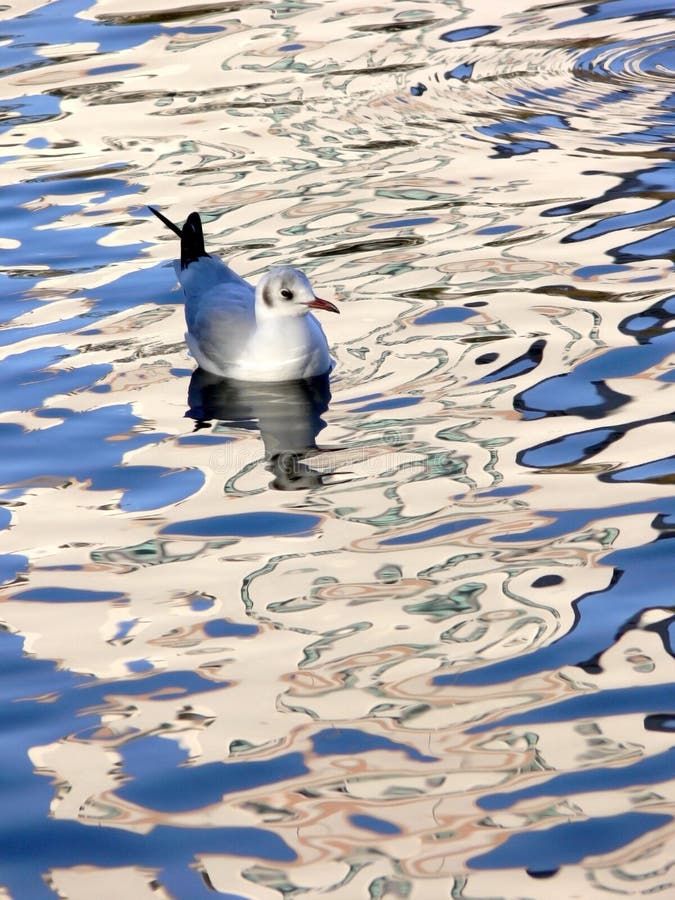 Sea gull stock image. Image of laridae, portrait, animal - 30350837