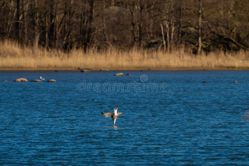 Sea Gull Diving into the Sea To Catch a Fish.. Stock Photo - Image of ...