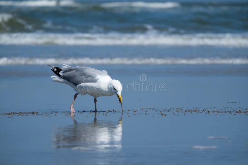 Gull eating seatrout stock image. Image of caracara, served - 44289535