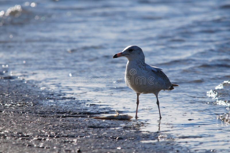 Sea Gull with Fish stock photo. Image of wildlife, gull - 36930138