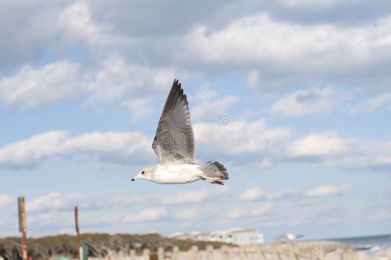 Sea Gull in Flight stock image. Image of spread, beautiful - 17795465