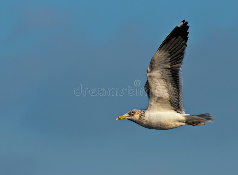 Sea Gull in flight stock image. Image of seagull, gull - 23219451