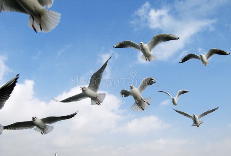 Sea gull flight stock image. Image of feather, lake, animal - 4119219