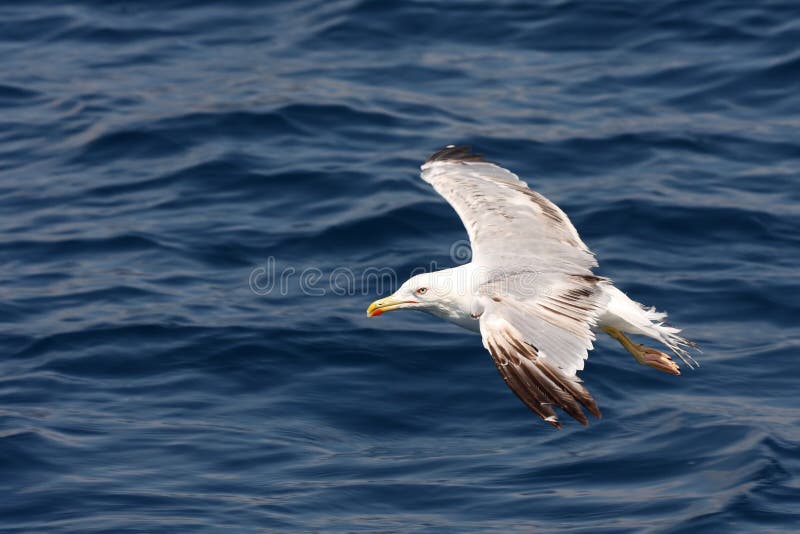 Sea gull in flight stock photo. Image of flight, nature - 69338382