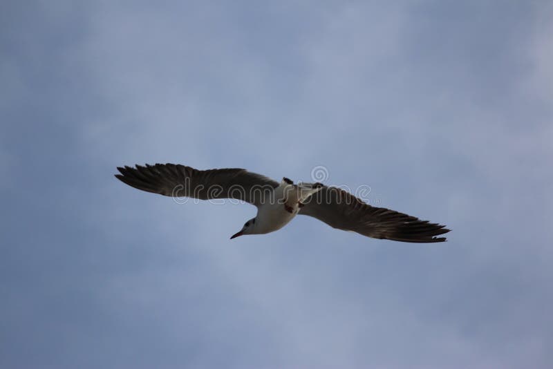 A Sea Gull Flying in the Sky at Sun Set Stock Photo - Image of season ...