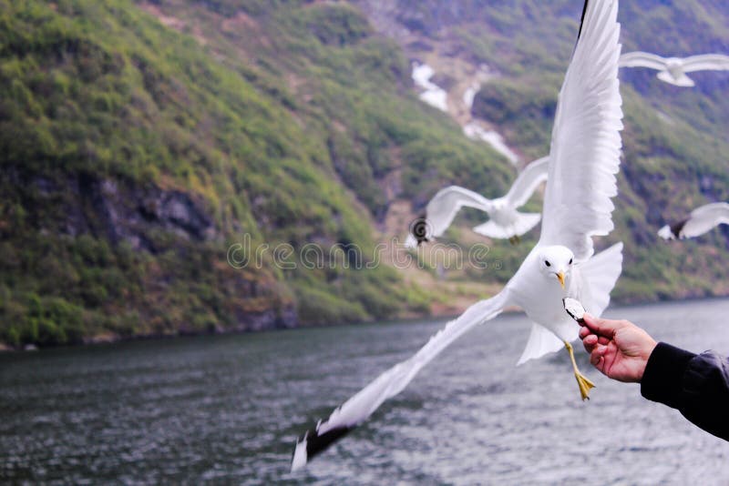 Sea Gull stock photo. Image of bird, flying, hand, gull - 55903246