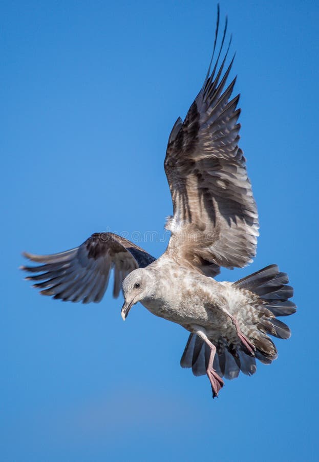 Sea gull stock image. Image of open, animal, wing, wild - 38332063