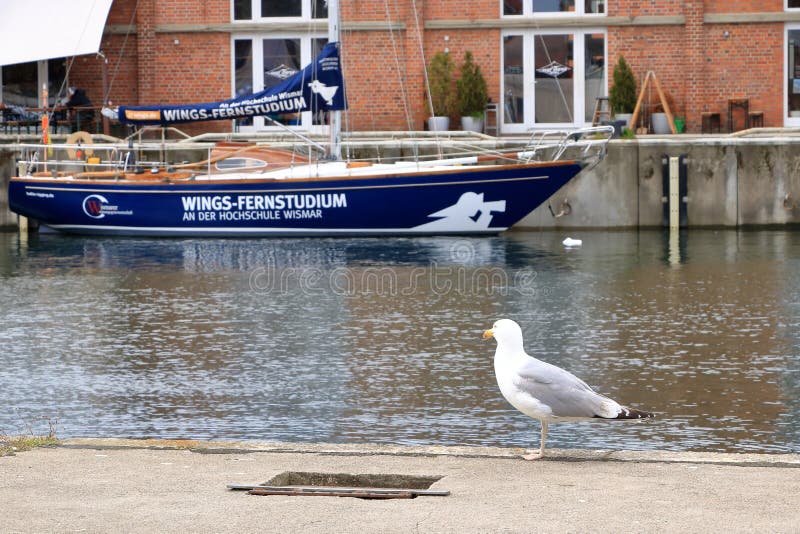 Sea Gull in the Harbor of the German City Called Wismar Editorial Photo ...