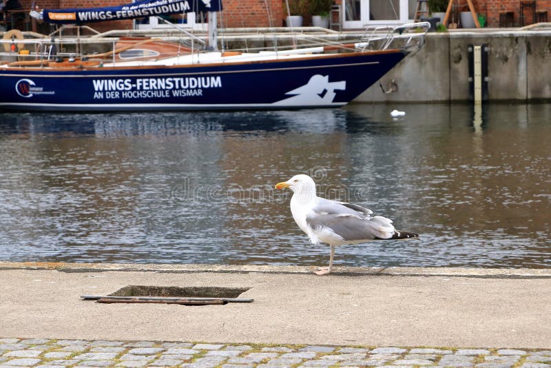 Sea Gull in the Harbor of the German City Called Wismar Stock Photo ...