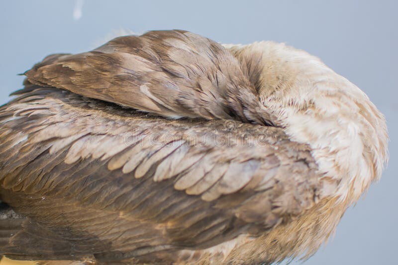 Sea Gull stock image. Image of hiding, head, gull - 124886041