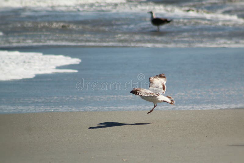 Gull landing in blue sea stock photo. Image of gull, beak - 23200340