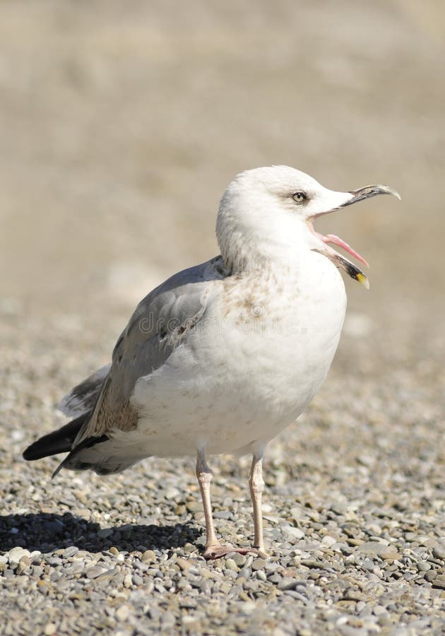 Sea gull laughing stock photo. Image of species, larus - 47606070