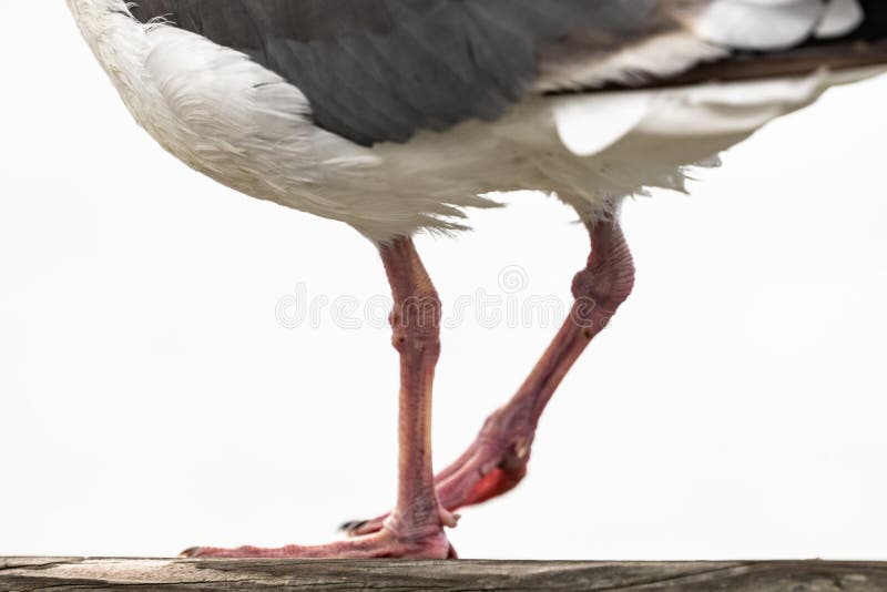 Sea Gull Legs Walk Along Boardwalk Stock Photo - Image of feathers ...