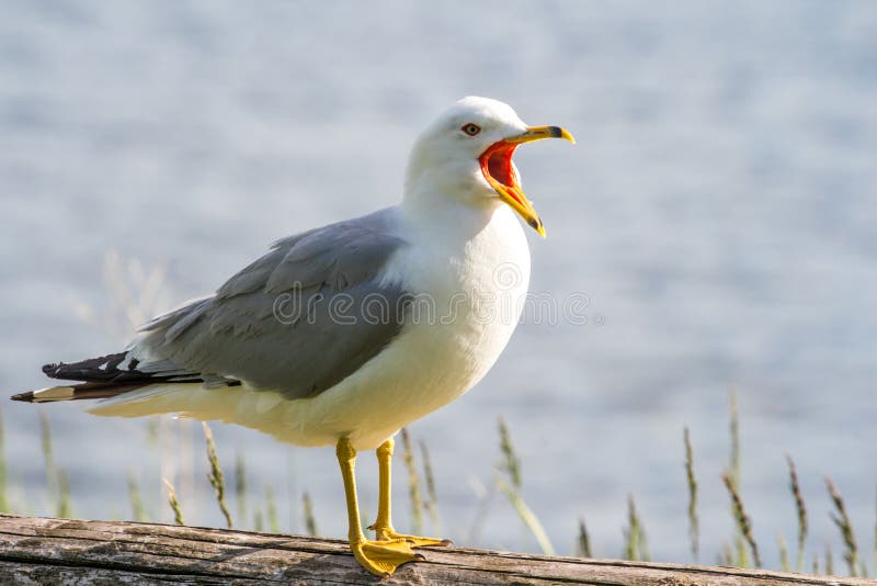 Sea Gull on log stock image. Image of feet, alert, looking - 41773629