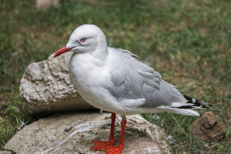 Sea-gull,nest stock photo. Image of aquatic, bird, aqua - 76390252
