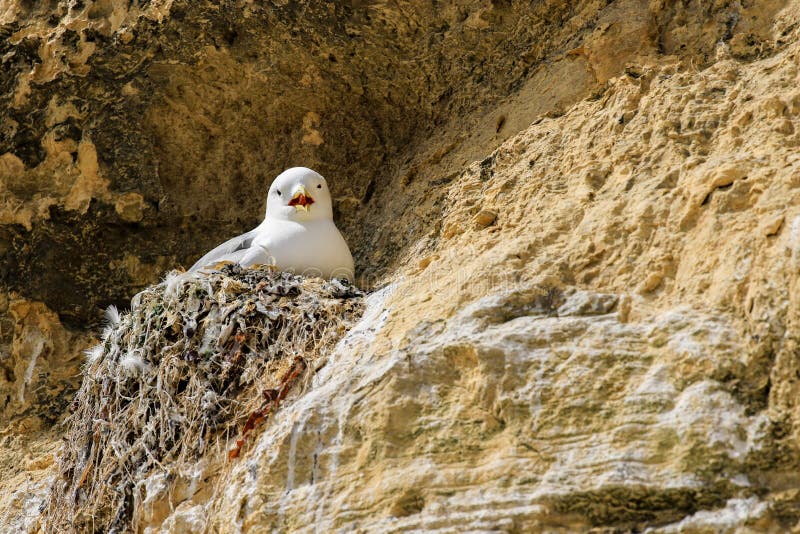 A sea gull on a nest stock image. Image of herring, eggs - 96148801