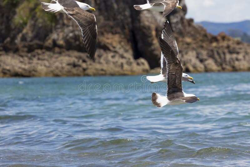 Sea Gull in New Zealand Coast. Stock Photo - Image of protect, nature ...