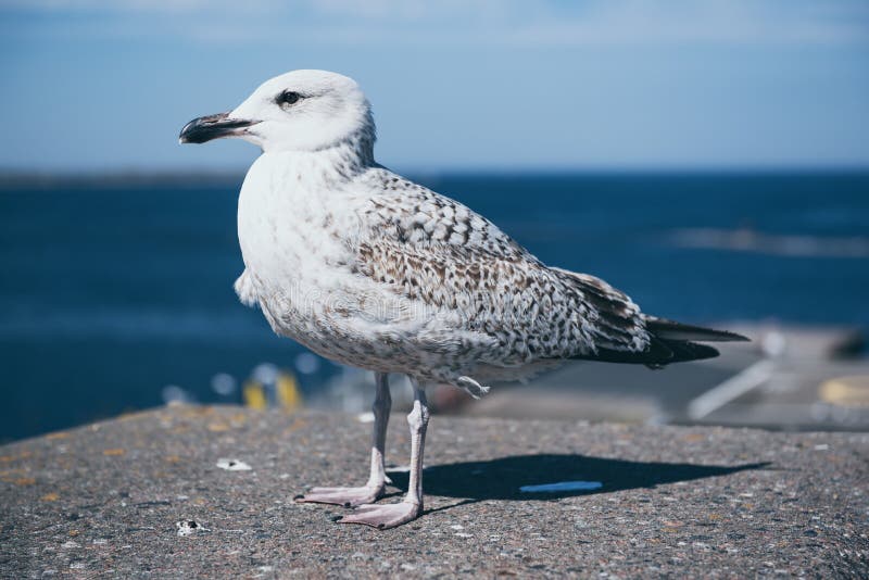 Sea gull at pier stock photo. Image of bird, animal - 173213344