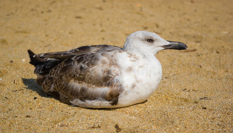 Sea-gull on sand stock image. Image of ecology, environmental - 10508399