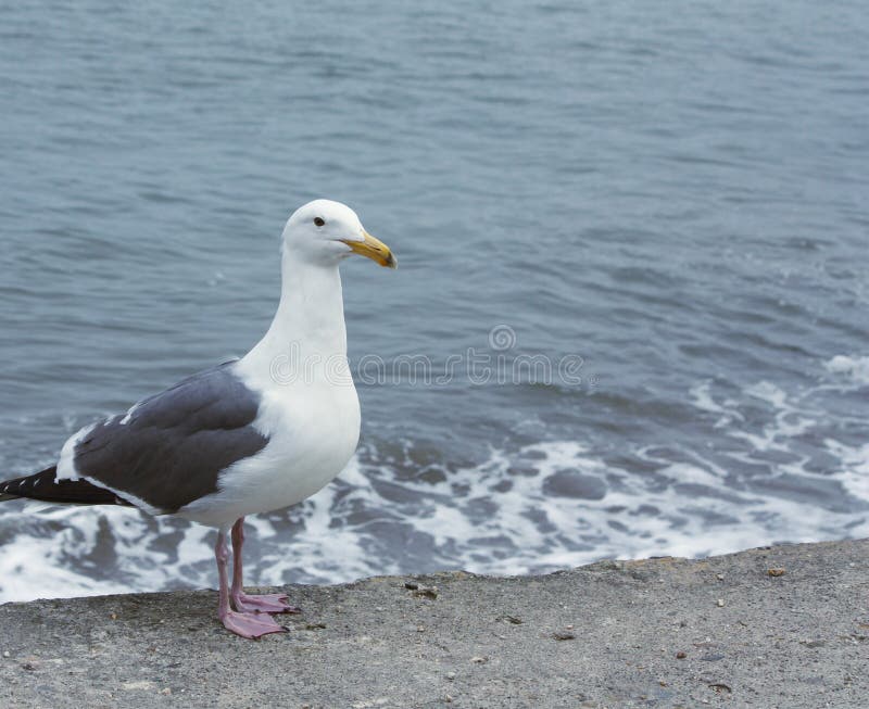 Sea gull by the sea stock image. Image of shore, summer - 13225271