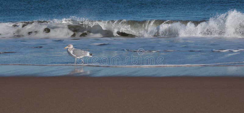 Sea Gull at Shore with Waves Stock Photo - Image of gull, spray: 87462858