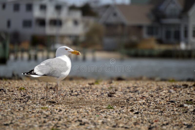 Sea Gull stock photo. Image of gull, waves, gliding, summer - 40292574