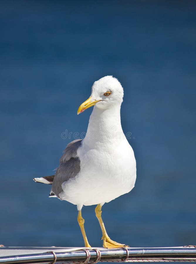 Seagull on the beach stock photo. Image of nature, head - 256922