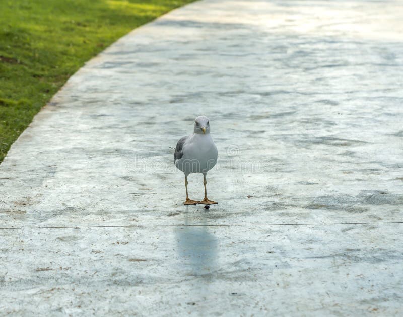 Sea Gull Standing, Full Face Stock Photo - Image of pathway, feather ...