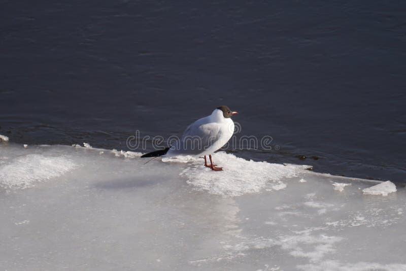 A Sea Gull Standing on Ice in Early Spring Stock Photo - Image of tail ...