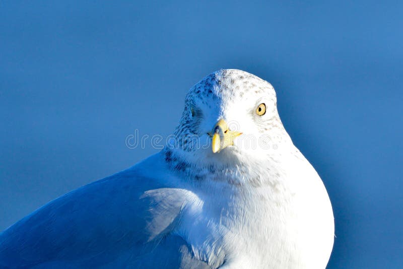 Sea gull stock image. Image of wildlife, bird, staring - 64371945