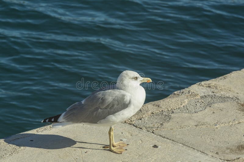 Sea gull on the sun stock photo. Image of body, gull - 198499080