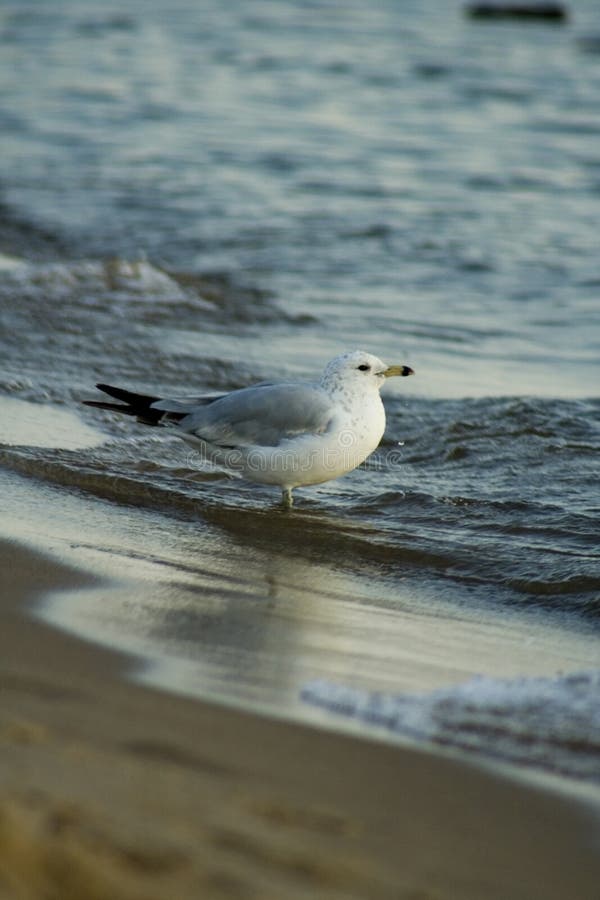 Sea Gull at Sunset stock image. Image of michigan, lake - 1000449