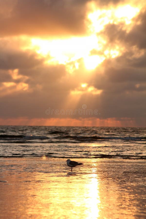 Sea gull at sunset stock image. Image of loneliness, graceful - 94003