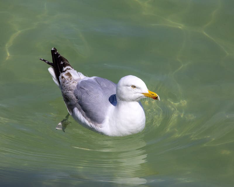 Gull Swimming Over Blue Sea Water Stock Image - Image of seagull ...