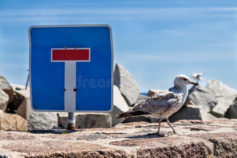 Sea gull and traffic sign stock photo. Image of destination - 51743456