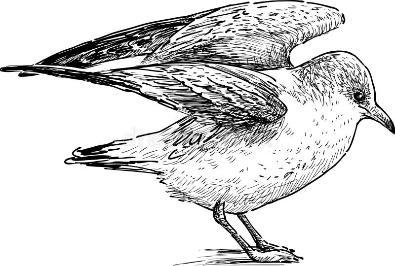 Big sea gull stock vector. Illustration of drawn, tail - 49088250