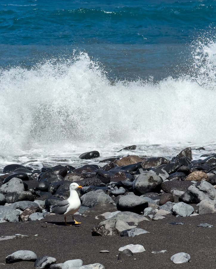 A Sea Gull Walks Along the Ocean Shore among Rocks and Waves Stock ...