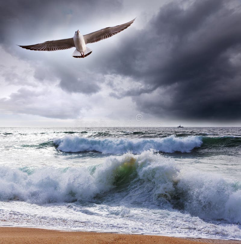 Sea gull stock photo. Image of shore, breeze, wave, nature - 54186680