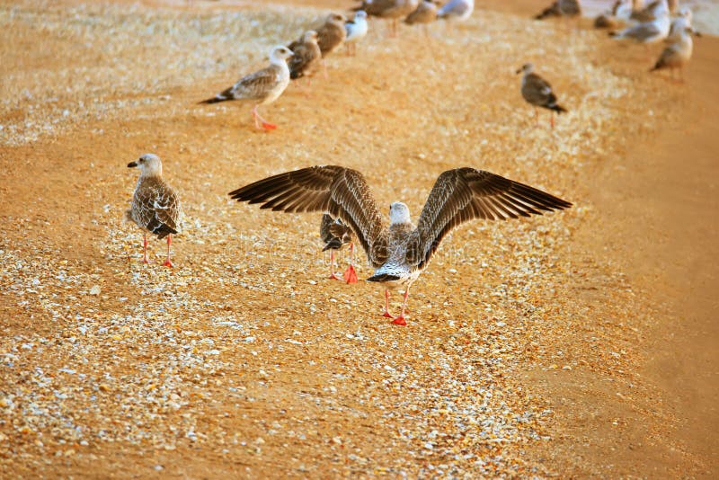 Sea Gull Wing-spread on Sandy Beach Rear View Stock Image - Image of ...