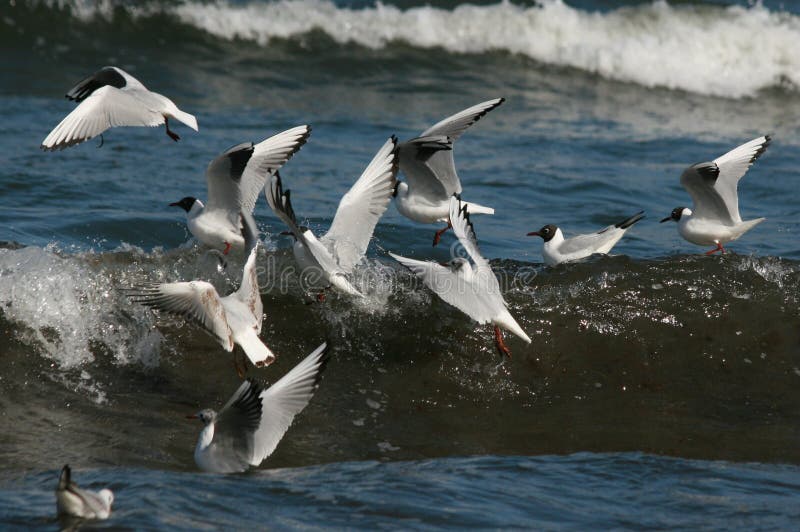 Sea gulls stock image. Image of marine, gulls, wildlife - 11055937