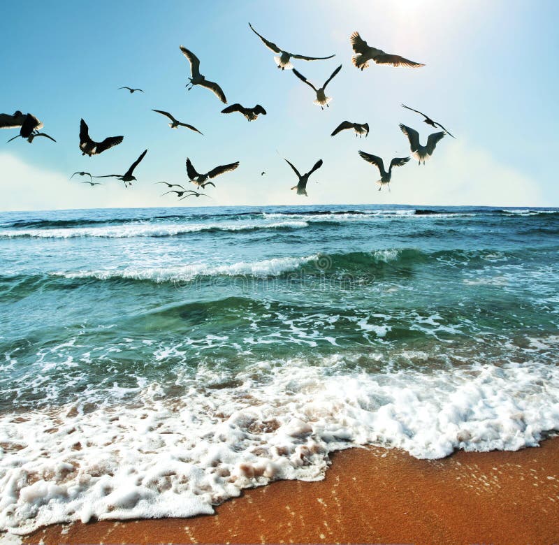 Sea gulls stock image. Image of gull, heaven, nature, flight - 4413047