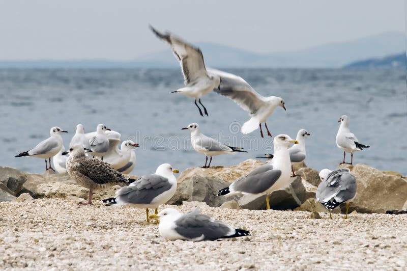 Sea gulls on beach stock photo. Image of animal, seabird - 11611870