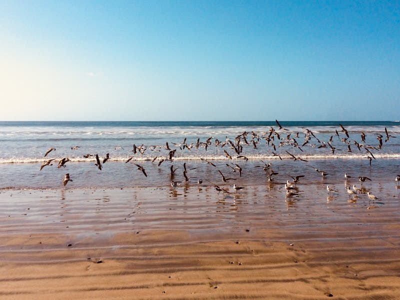 Sea birds on the beach stock image. Image of beach, california - 17467521